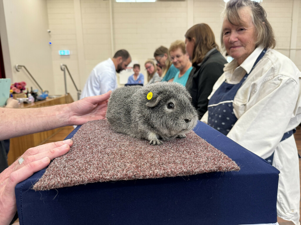 Showing Cavies - Cavy Council of Victoria