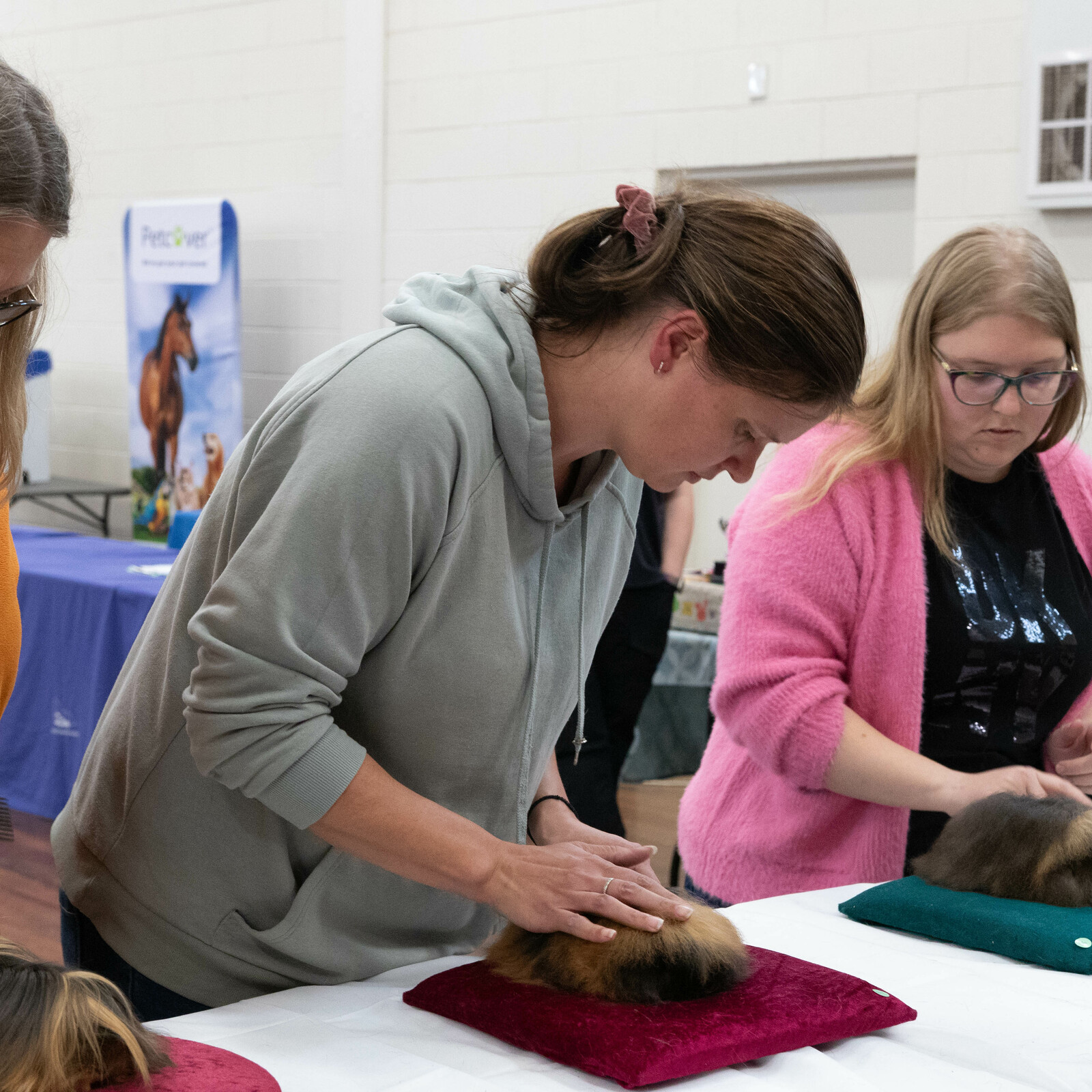 Cavy Council of Victoria - Showcasing the Cavy Fancy!