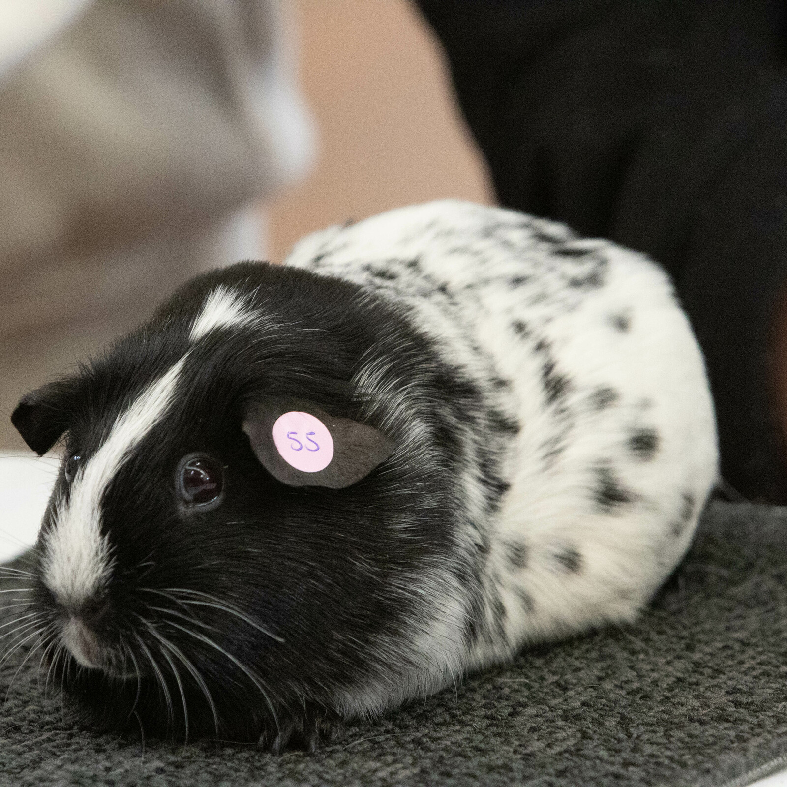 Breeds - Cavy Council of Victoria