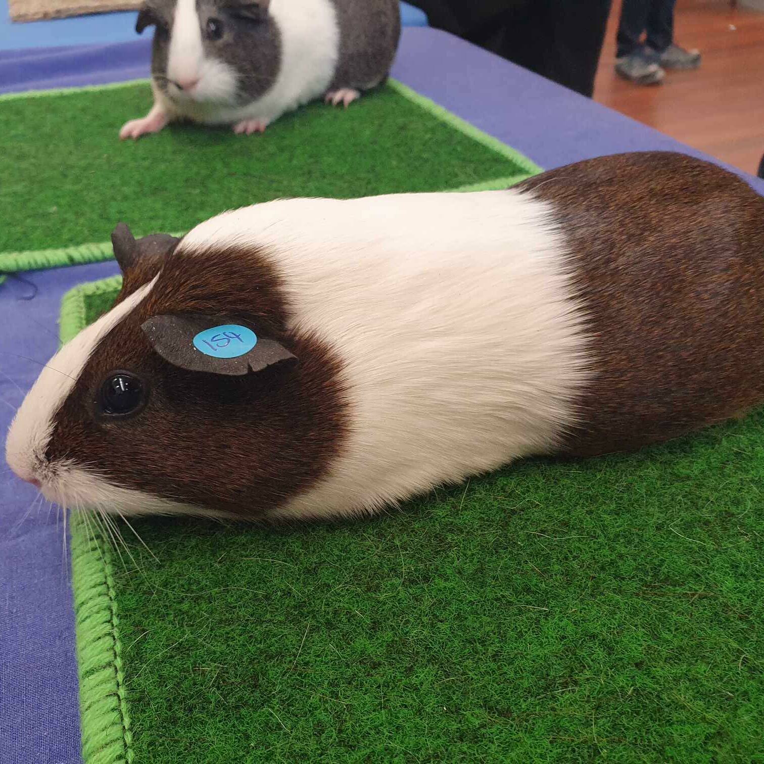 Breeds - Cavy Council of Victoria