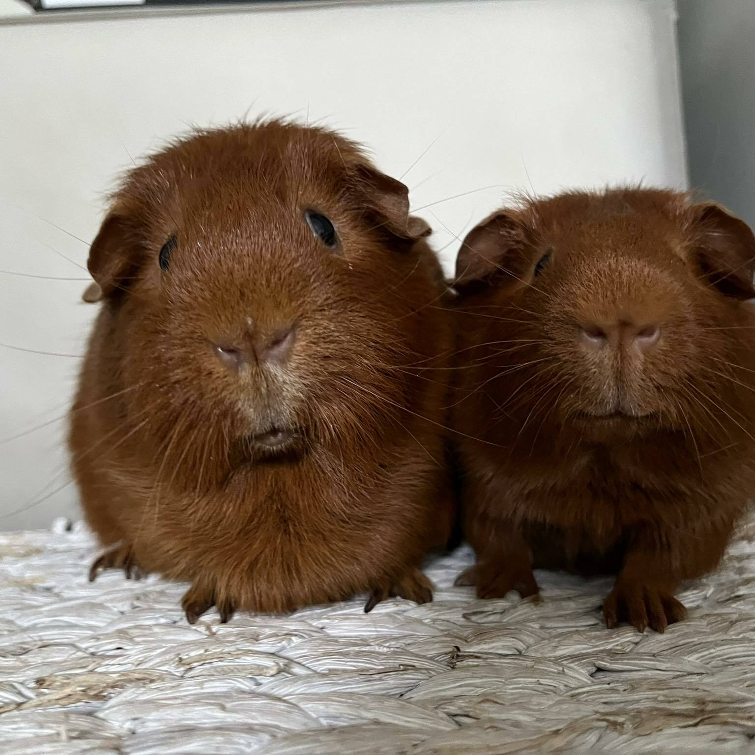 Breeds - Cavy Council of Victoria