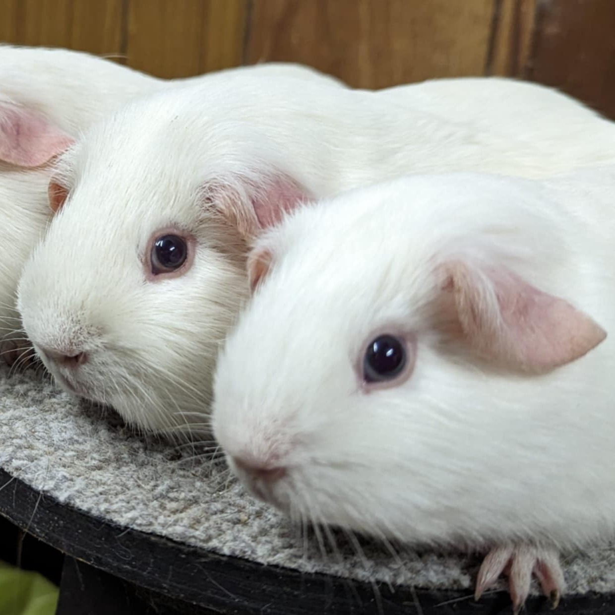 Breeds - Cavy Council of Victoria