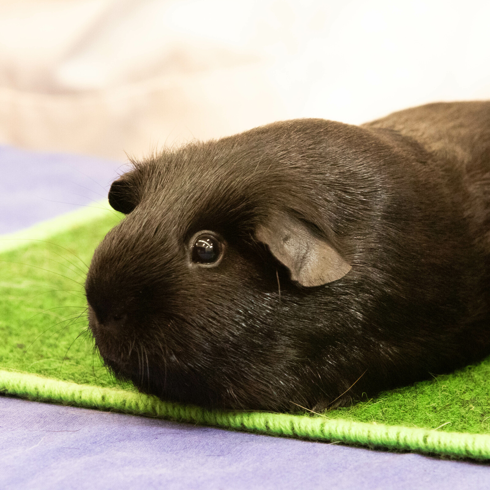 Cavy Council of Victoria - Showcasing the Cavy Fancy!