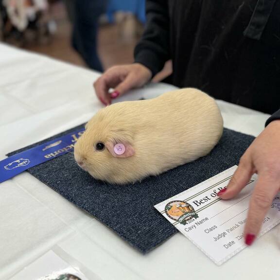 Breeds - Cavy Council of Victoria